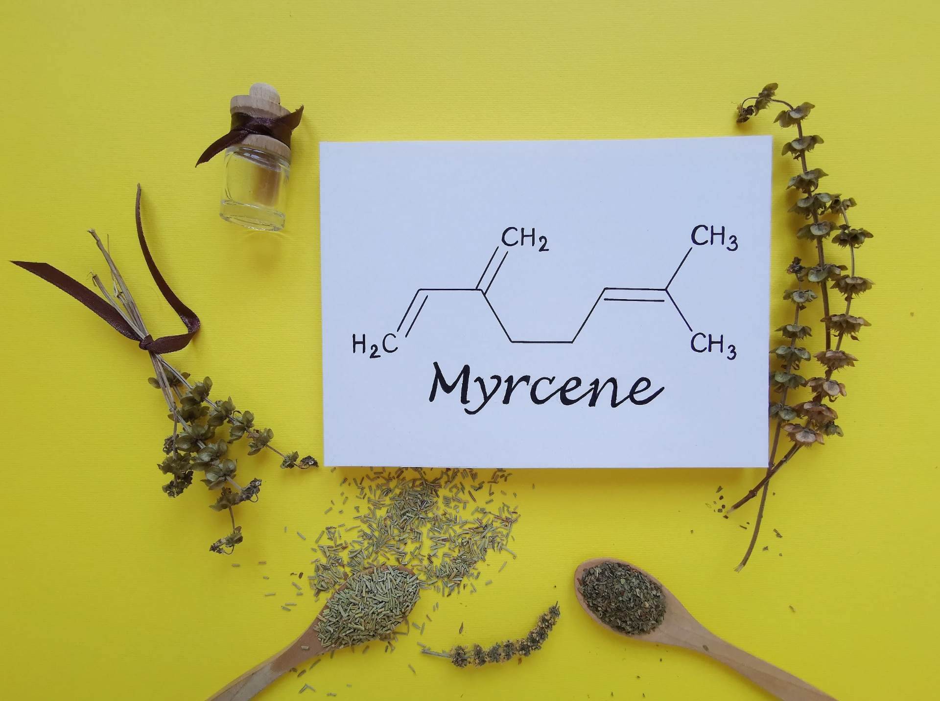 Myrcene Terpene: Effects, Benefits, and Best Cannabis Strains