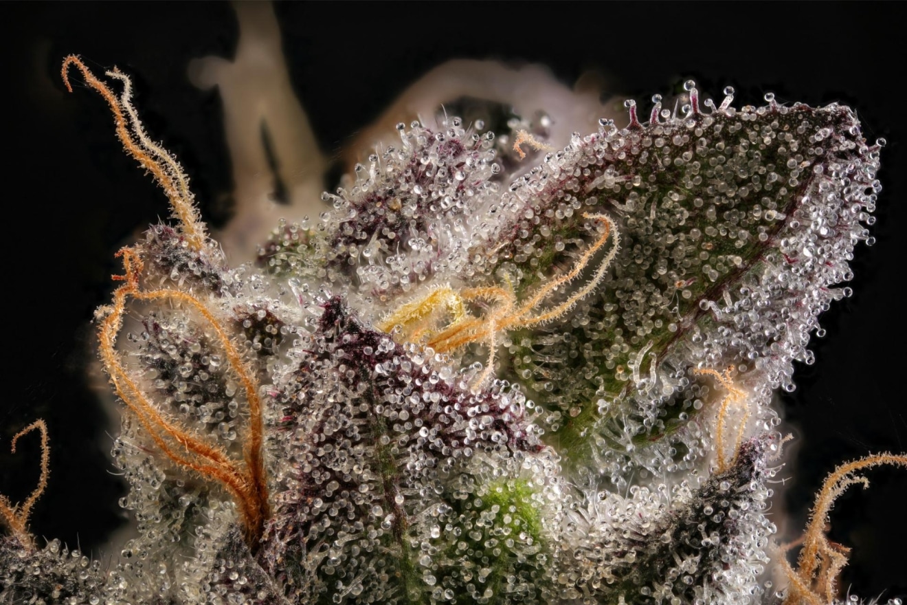 Does Weed Expire? What to Know about Cannabis Shelf Life | Canna Clinic